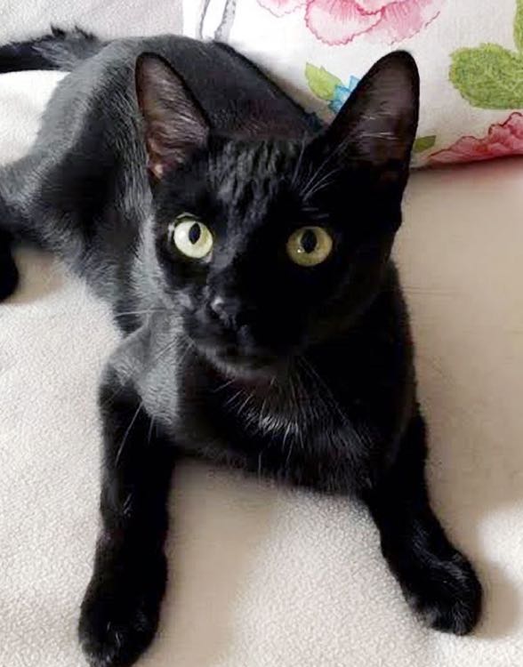 North Shore Animal League | Who’s in your quaran-team?