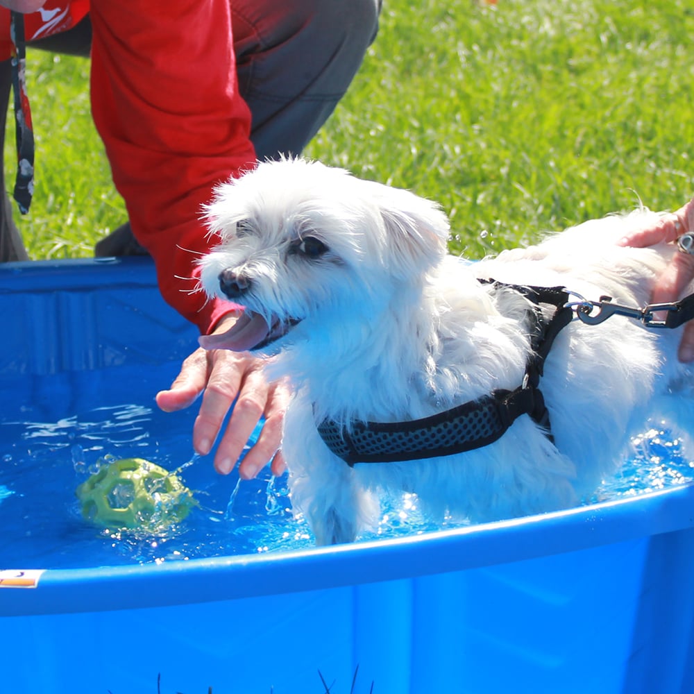 Summer Pet Safety Tips | Pet Health & Wellness | Blog | Animal League