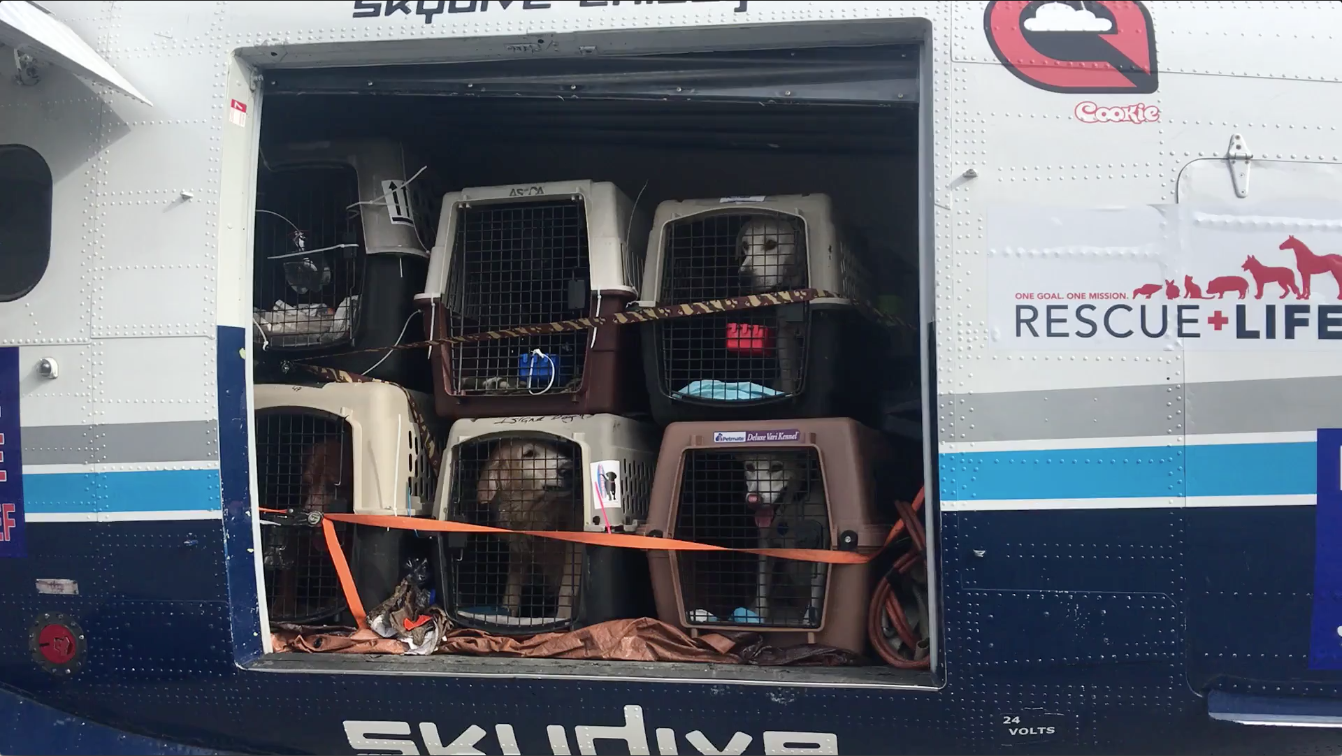 Puerto Rico Rescue Efforts | National Rescue | Animal League