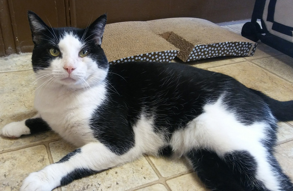 Meet Our Adoptable Cats | Animal League