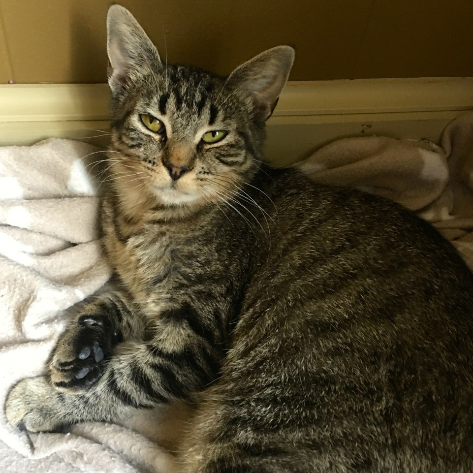 Adoptable Cats | Adirondack Region Cat Adoption Center | Animal League