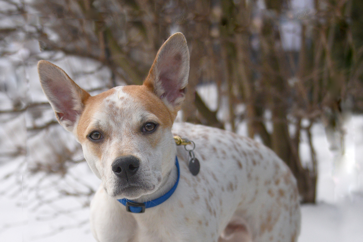 The 12 Dogs of Christmas | Blog | Animal League