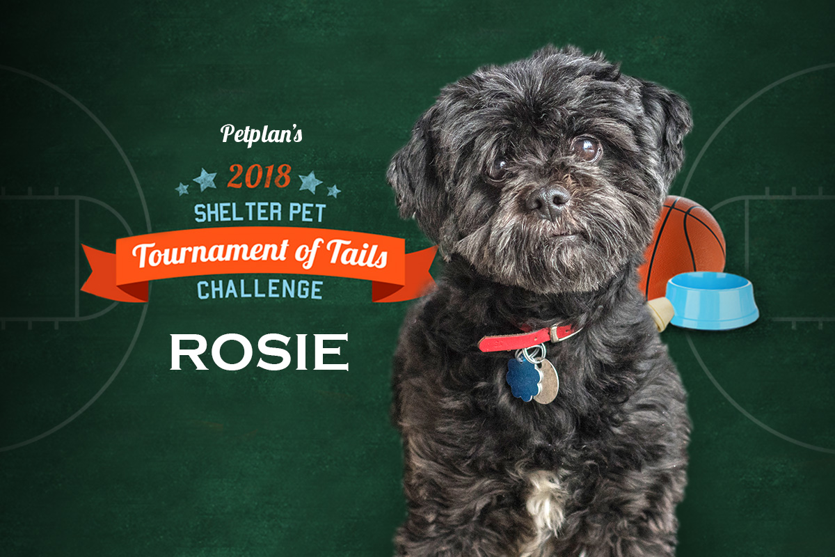 Petplan's 2018 Tournament of Tails Challenge | Animal League
