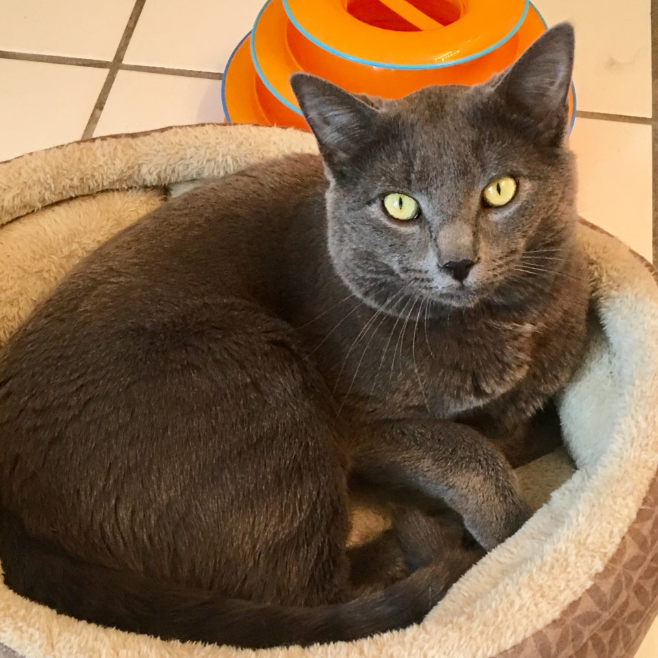 Meet Our Adoptable Cats | Animal League