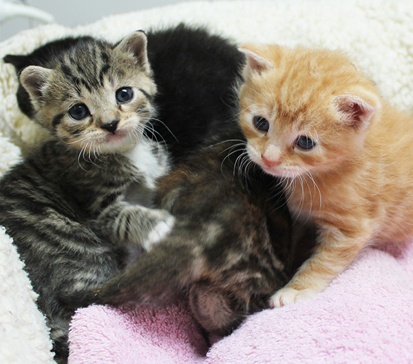 Help newborn puppies and kittens | Sponsorship Nursery | Animal League