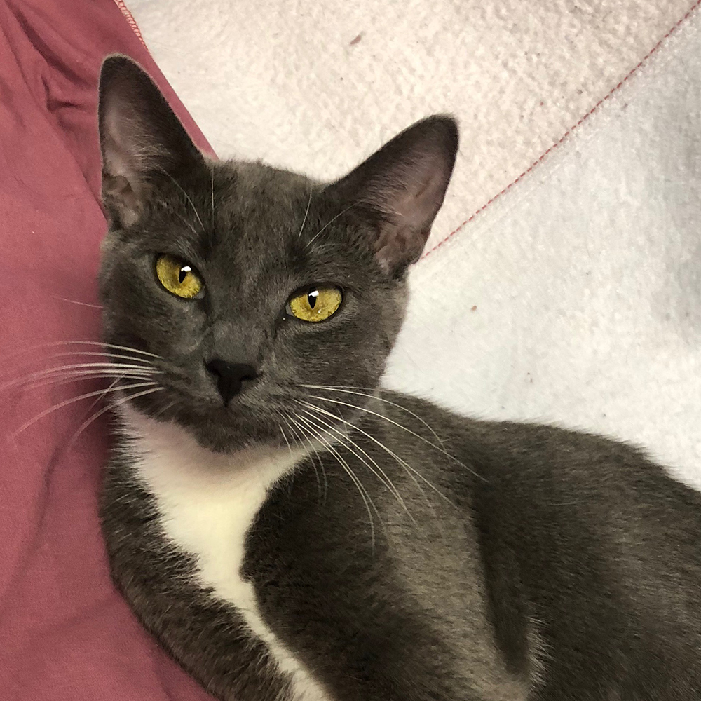 Adoptable Cats | Adirondack Region Cat Adoption Center | Animal League