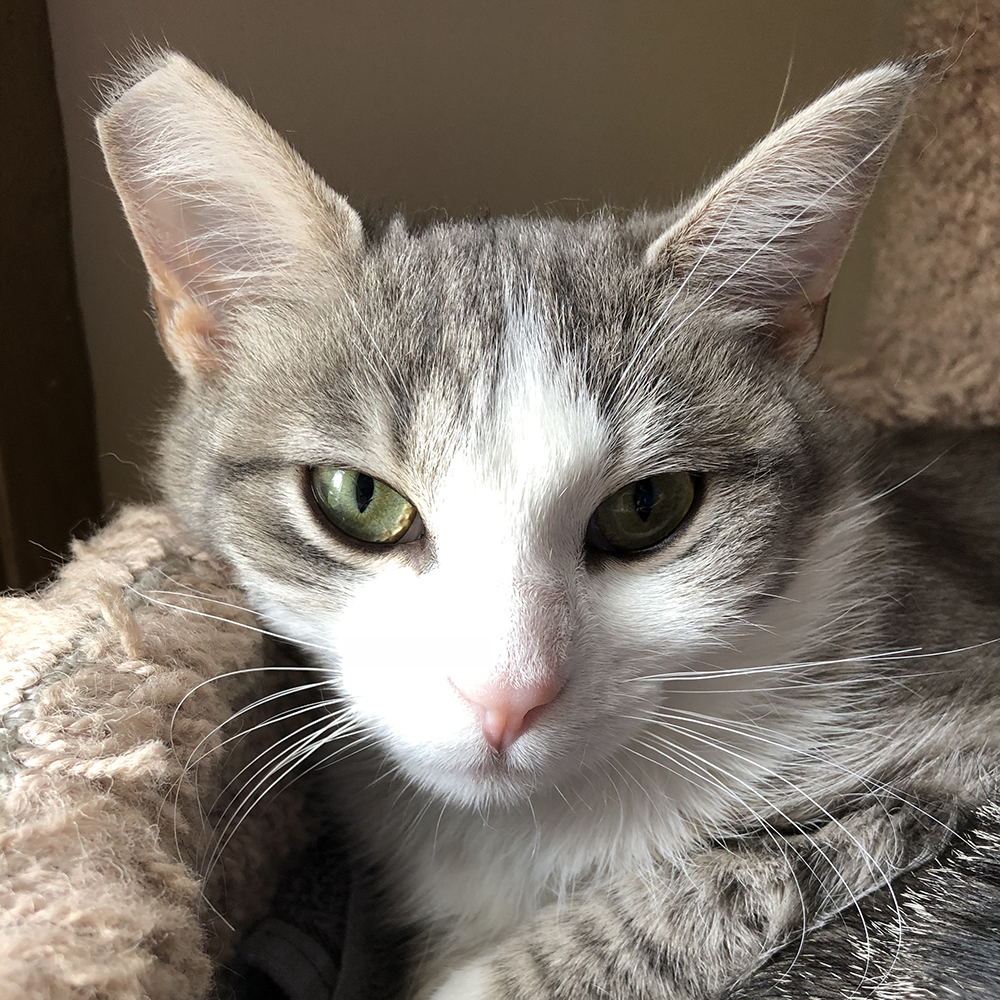 Adoptable Cats | Adirondack Region Cat Adoption Center | Animal League