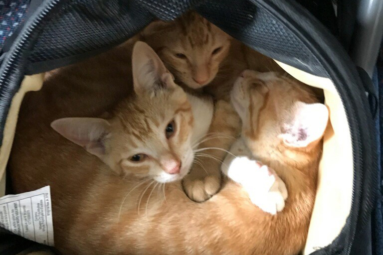 Rescue in Puerto Rico Saves Homeless Kittens | National Rescue | Animal ...