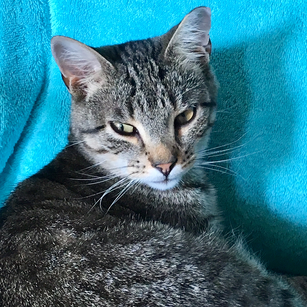 Adoptable Cats | Adirondack Region Cat Adoption Center | Animal League