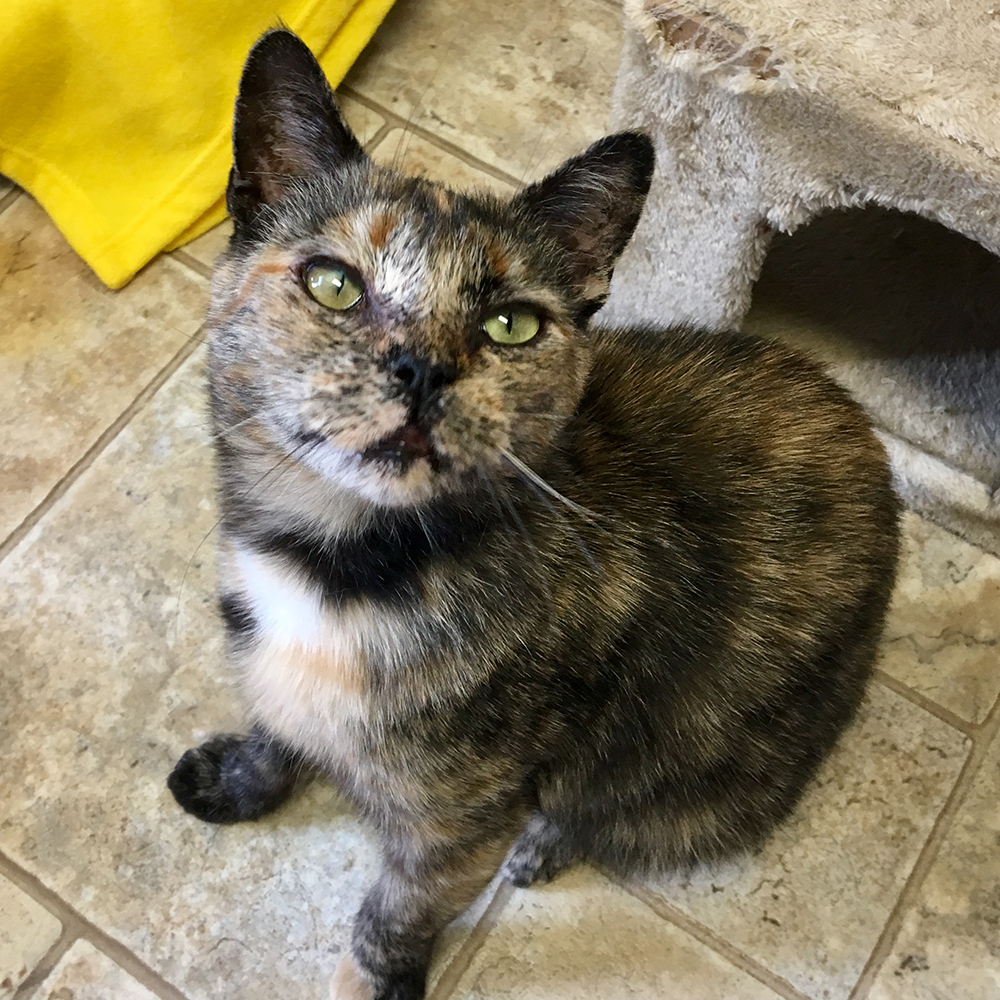 Adoptable Cats | Adirondack Region Cat Adoption Center | Animal League