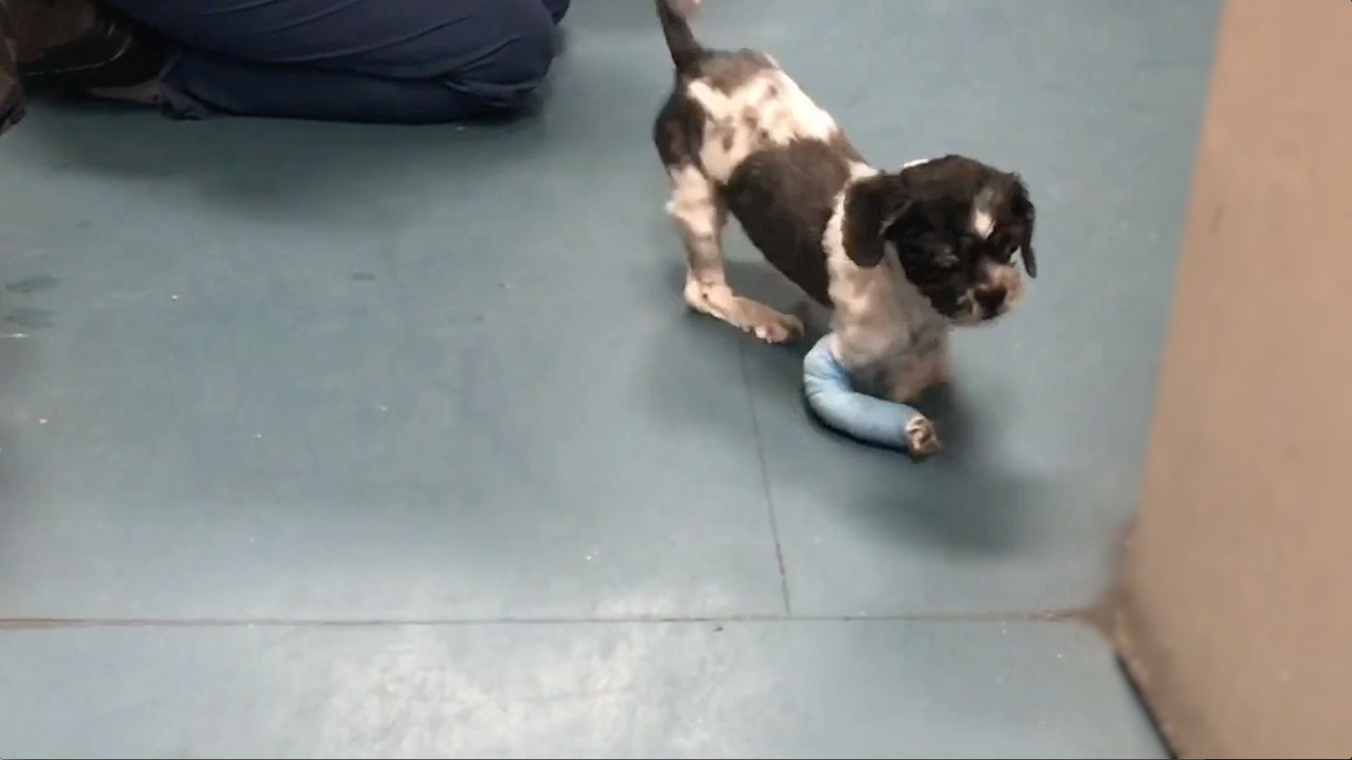 North Shore Animal League America | World's Largest Animal Rescue Org