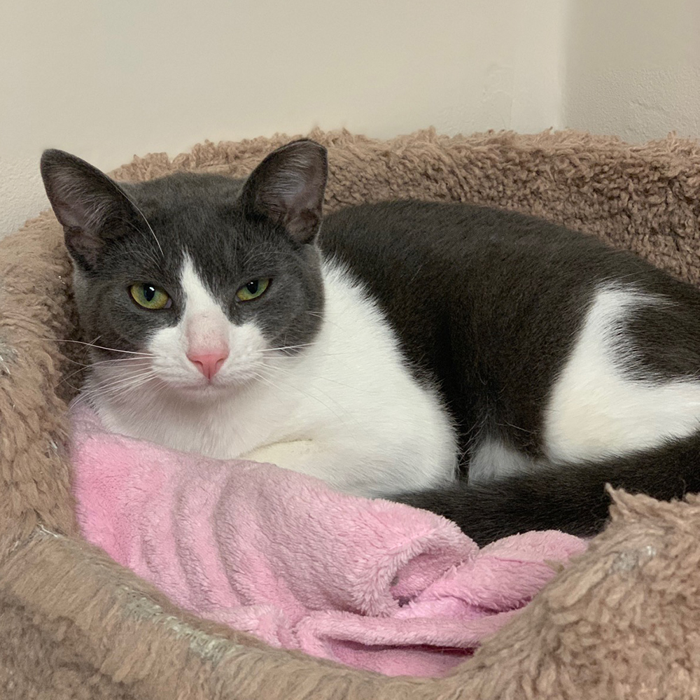 Adoptable Cats | Adirondack Region Cat Adoption Center | Animal League