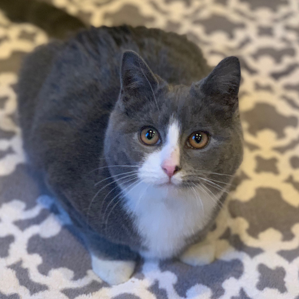 Adoptable Cats | Adirondack Region Cat Adoption Center | Animal League