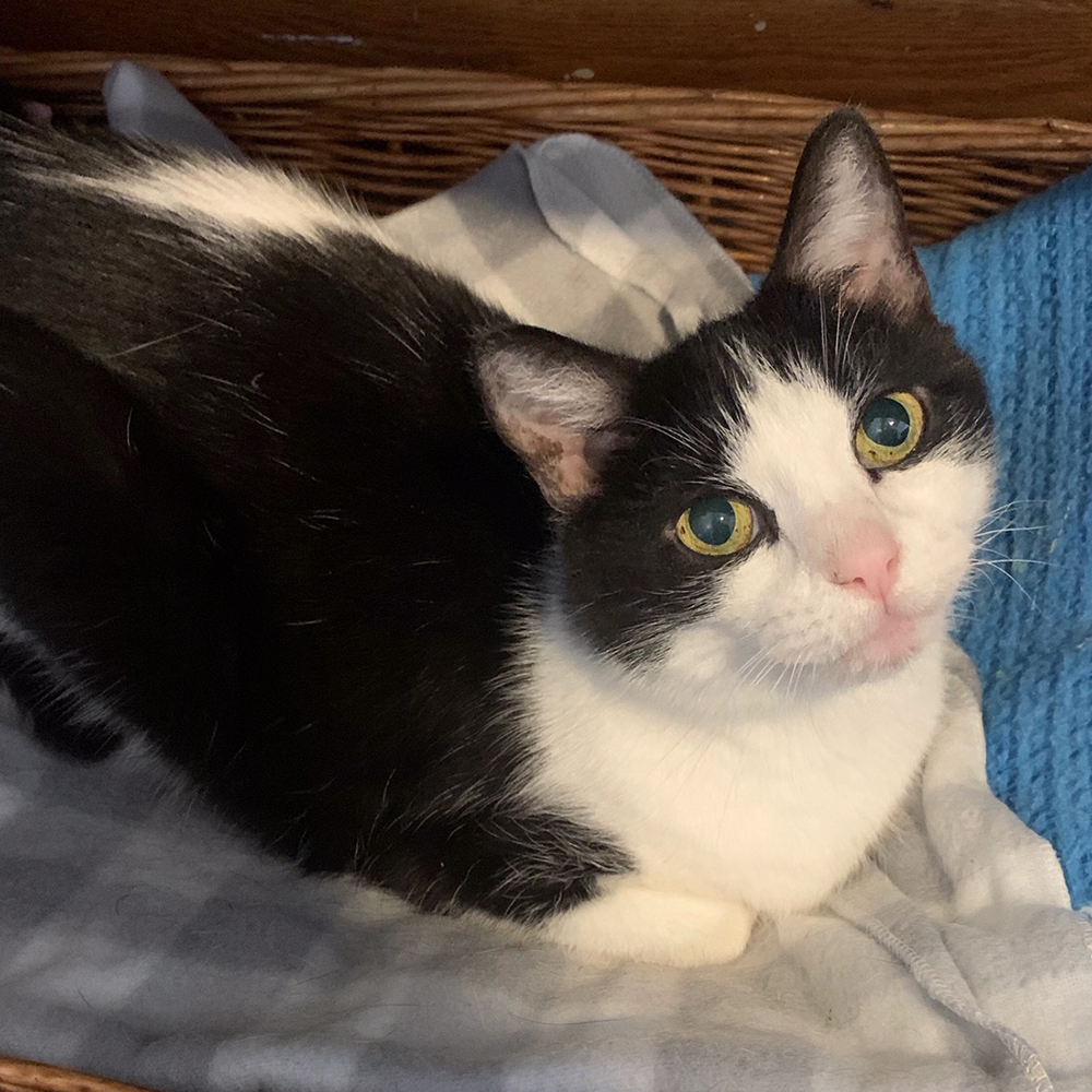 Adoptable Cats | Adirondack Region Cat Adoption Center | Animal League