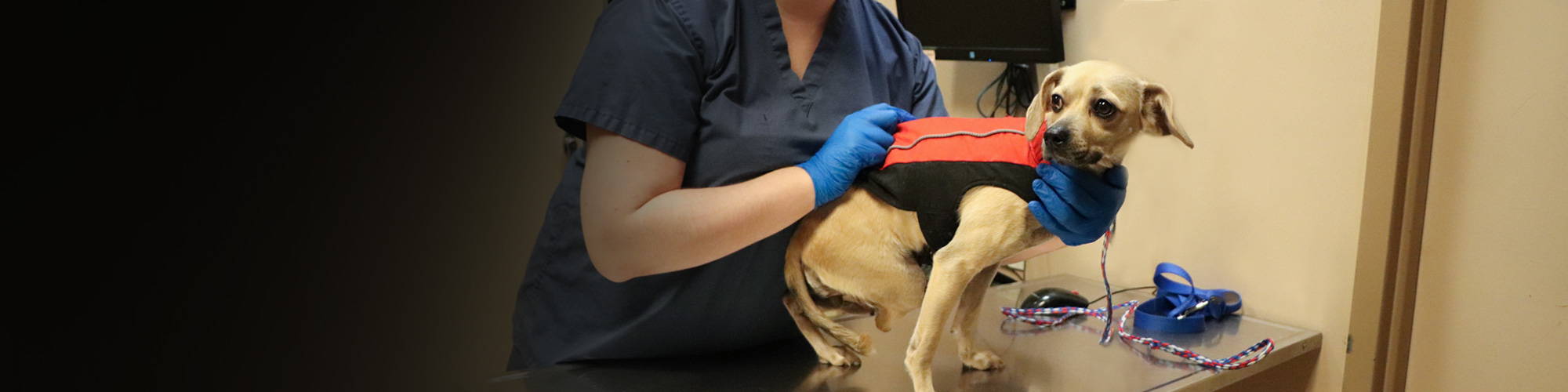 North Shore Animal League America | World's Largest Animal Rescue Org