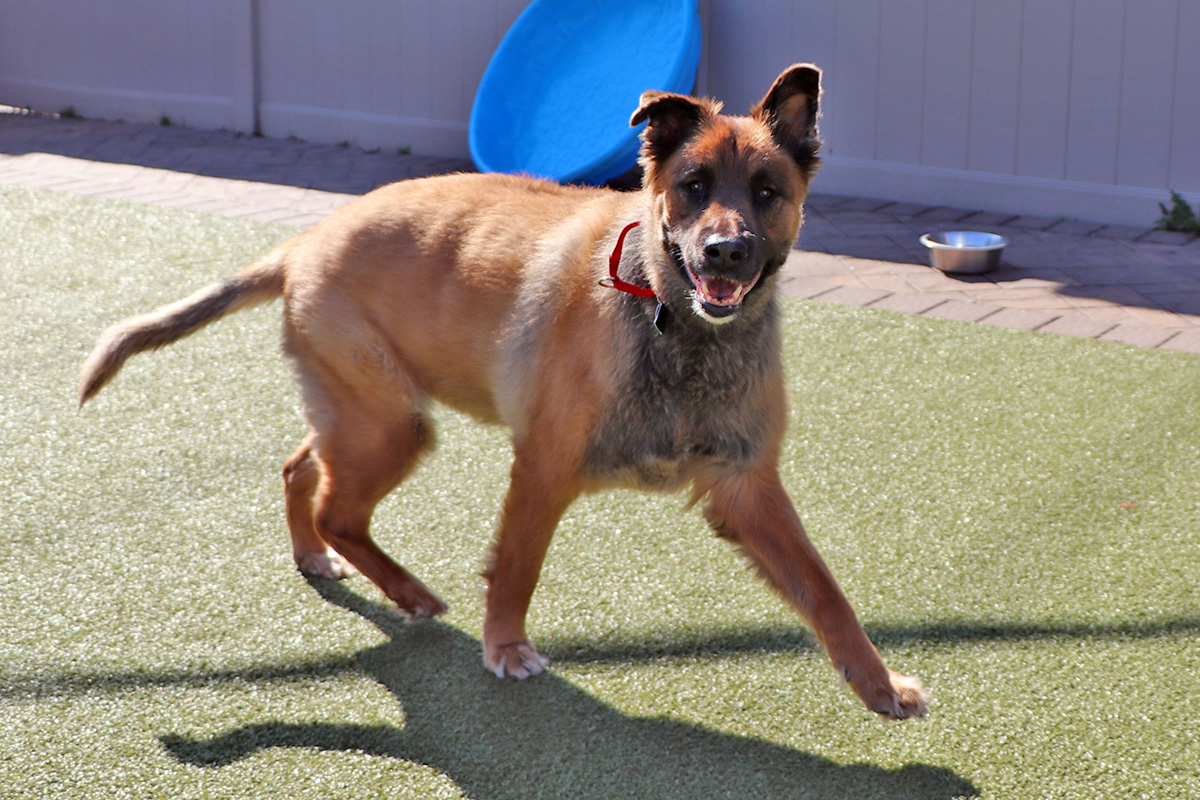 Benefits of Senior Pet Adoption | Pet Adoption | Blog | Animal League