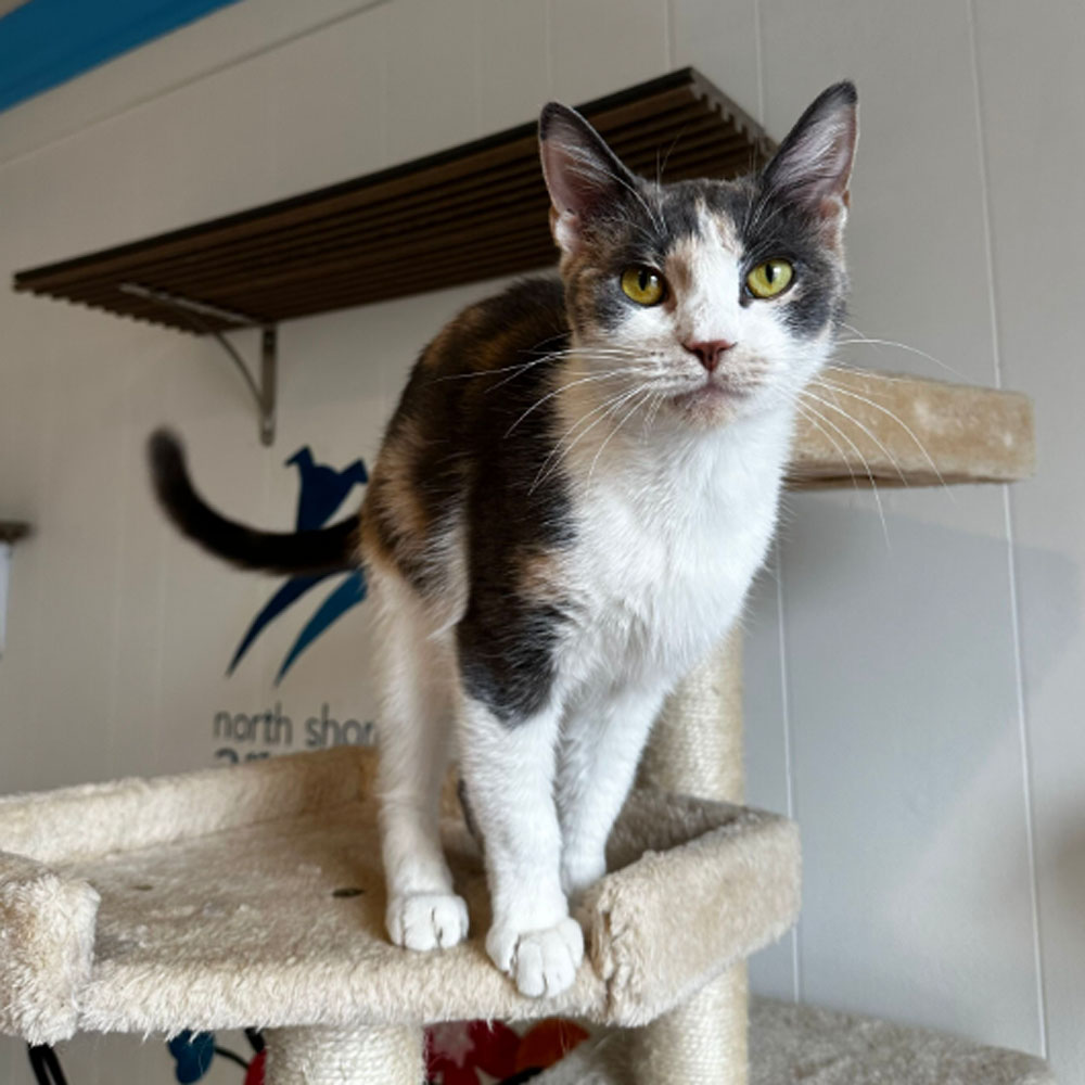 Adoptable Cats | Adirondack Region Cat Adoption Center | Animal League