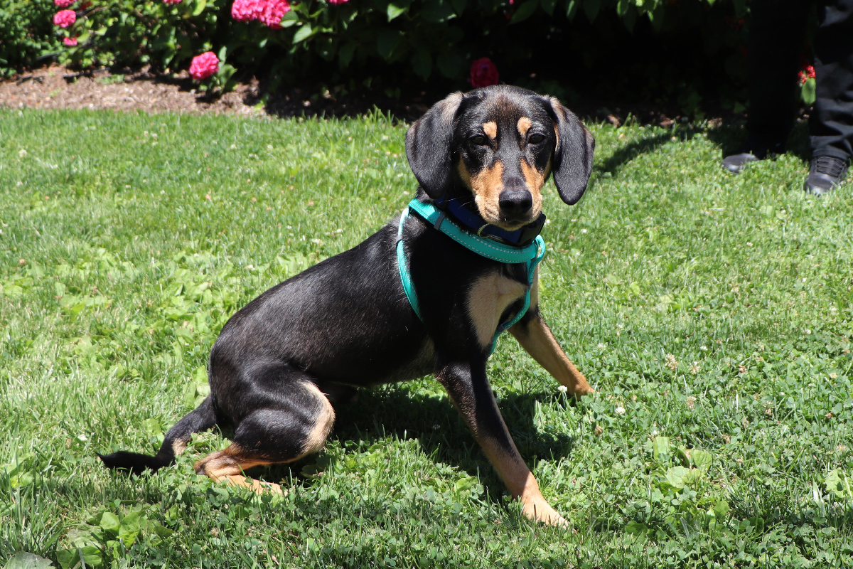 Meet Shakespeare | Sponsor Pet Program | Animal League